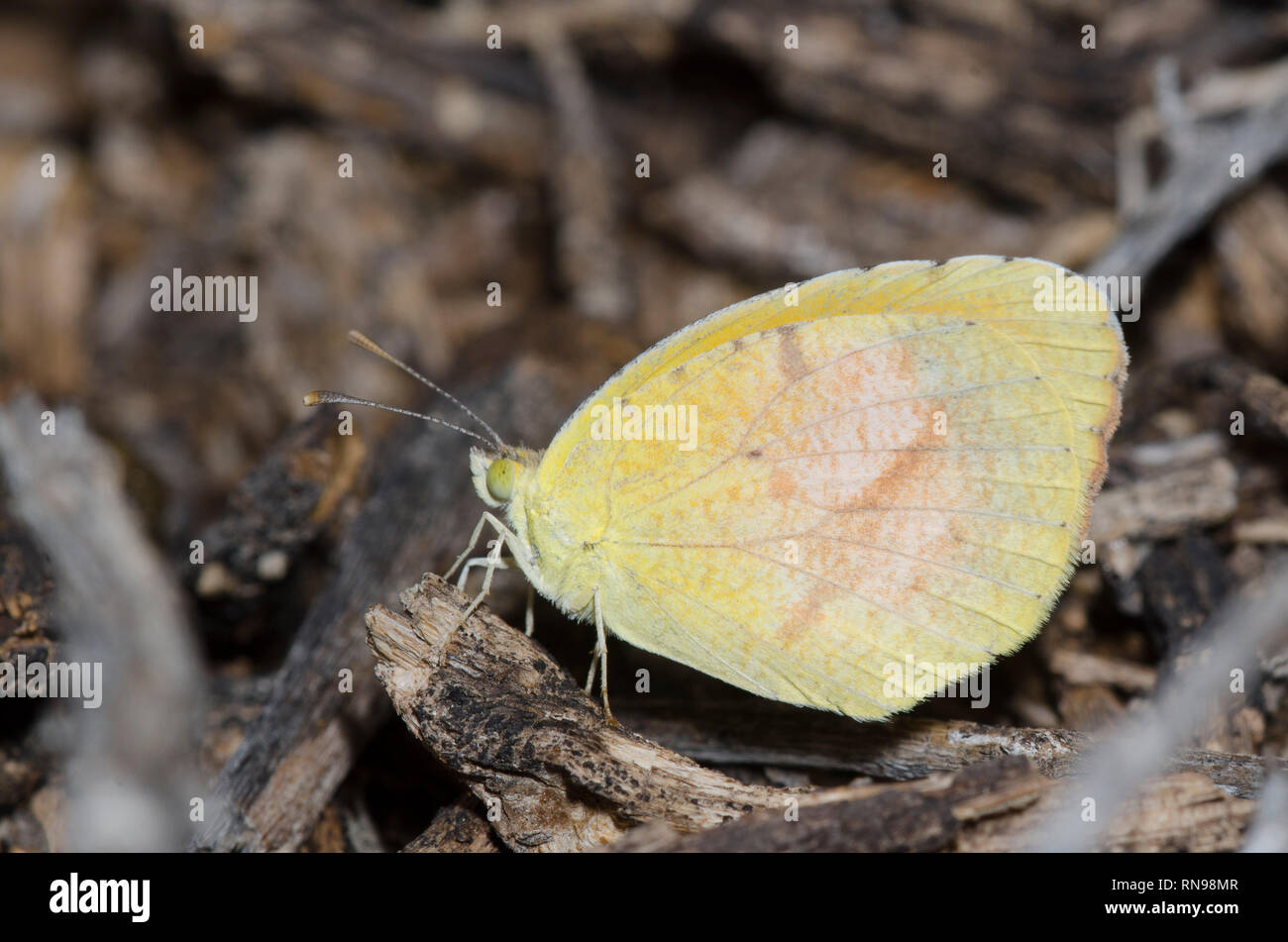 Sleepy orange butterfly hi-res stock photography and images - Alamy