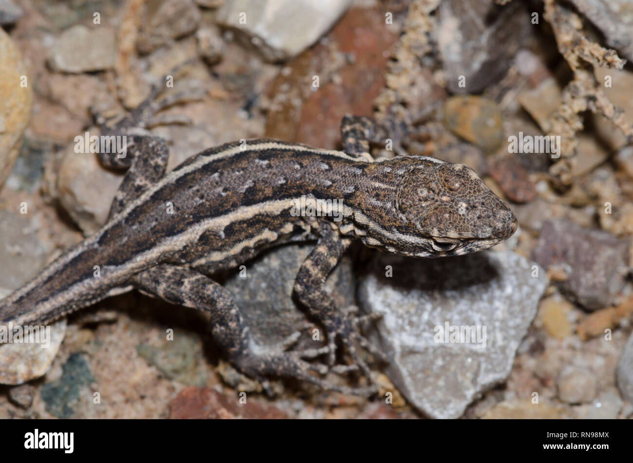 New mexico usa lizard hi-res stock photography and images - Alamy