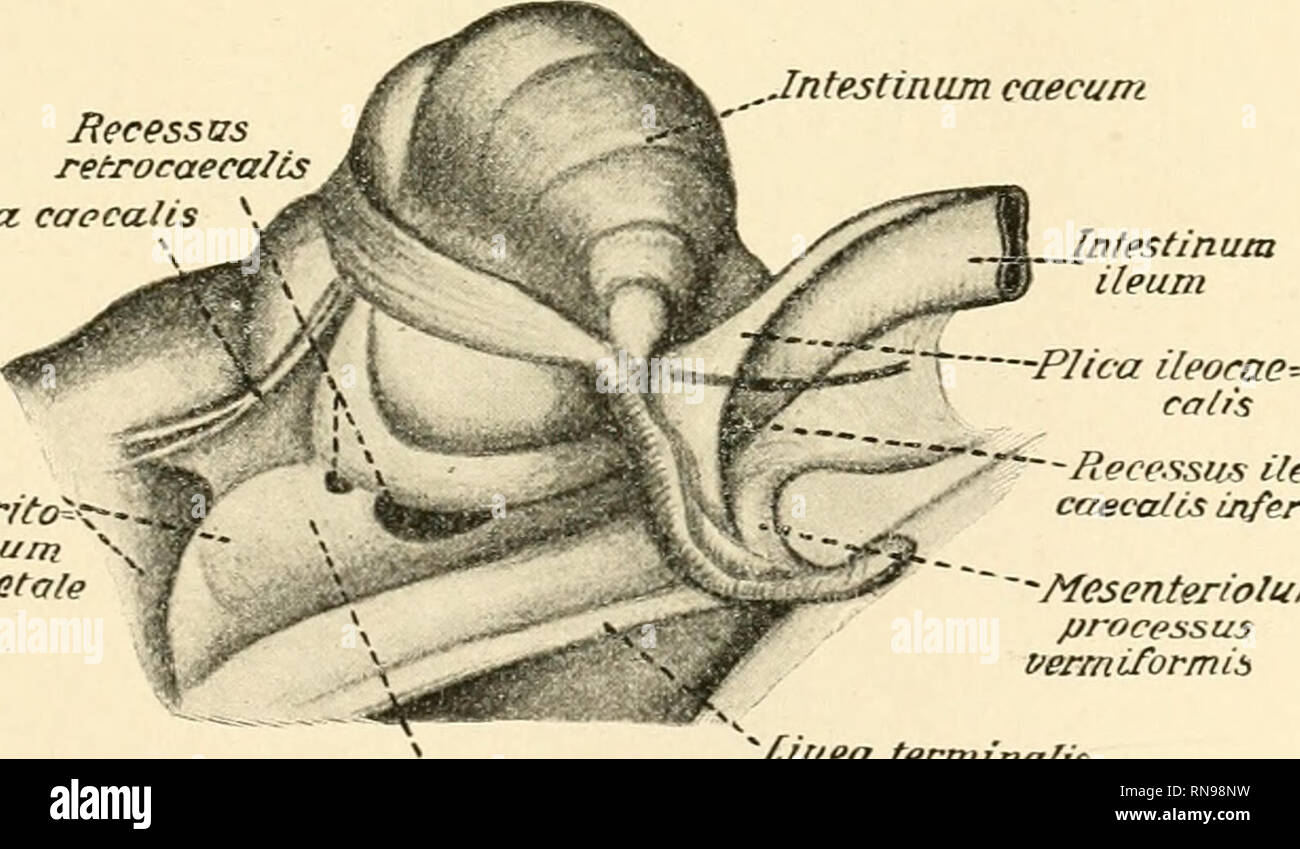 . Anatomische Hefte. .appem/ices epiploicae recessus ileo-coe' ca//s ...