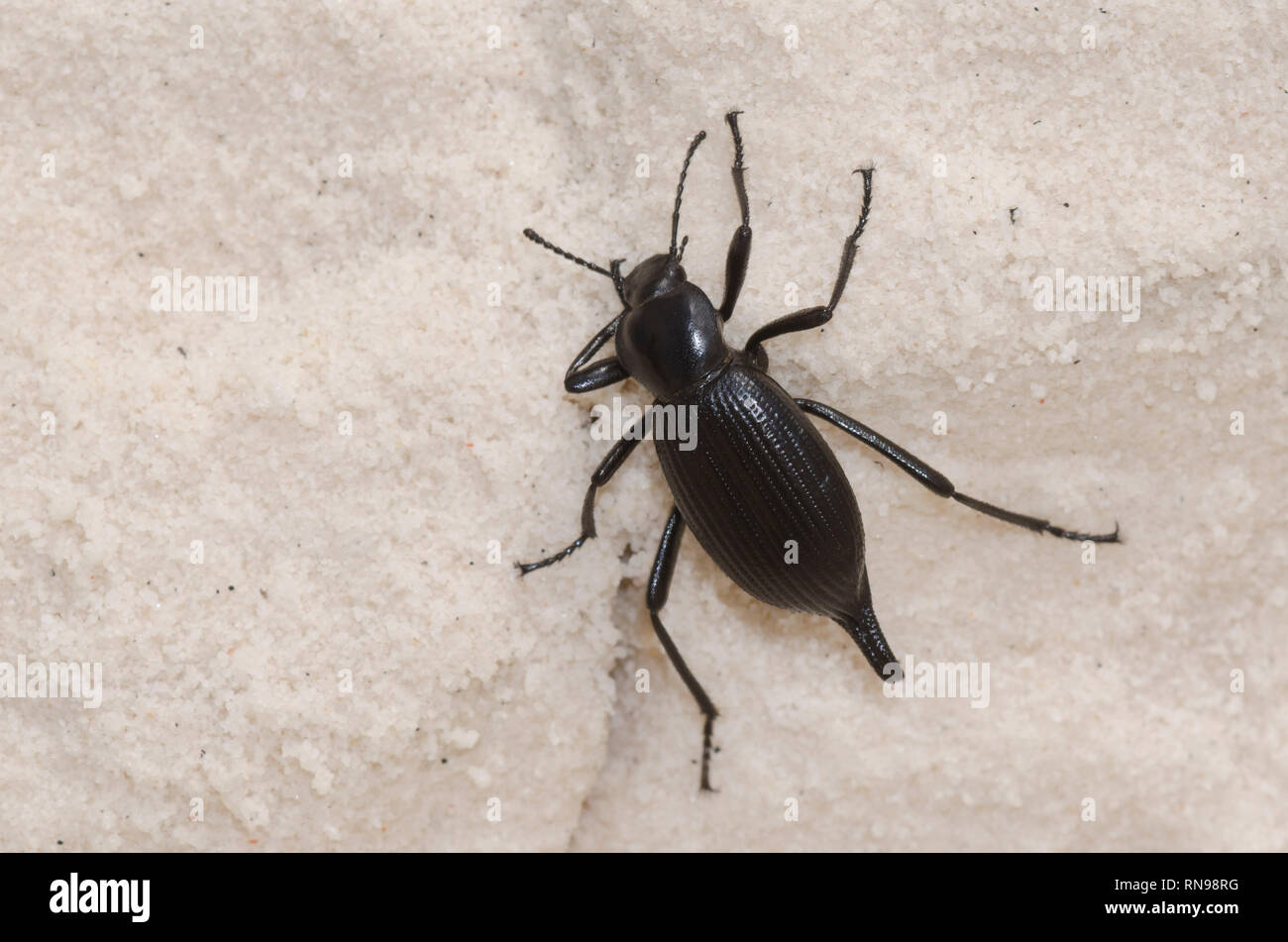 Eleodes hi-res stock photography and images - Alamy