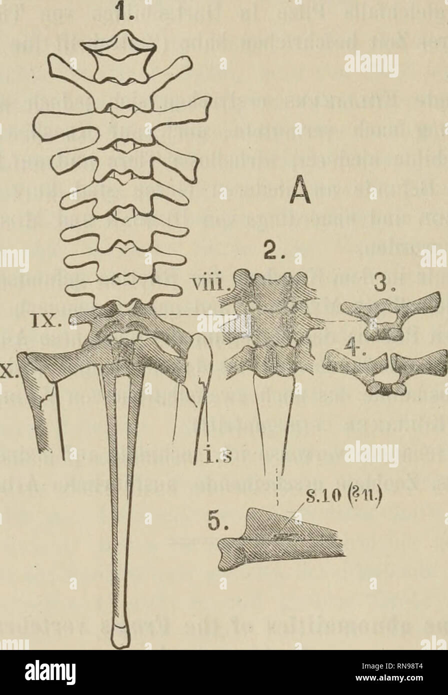 Atlas Vertebra Of Frog