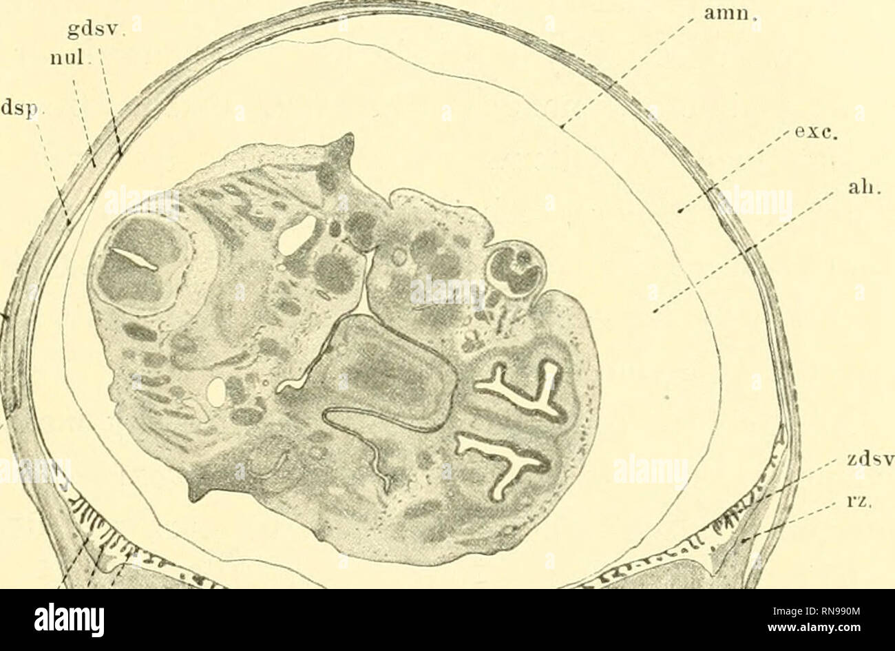Decidua capsularis hi-res stock photography and images - Alamy
