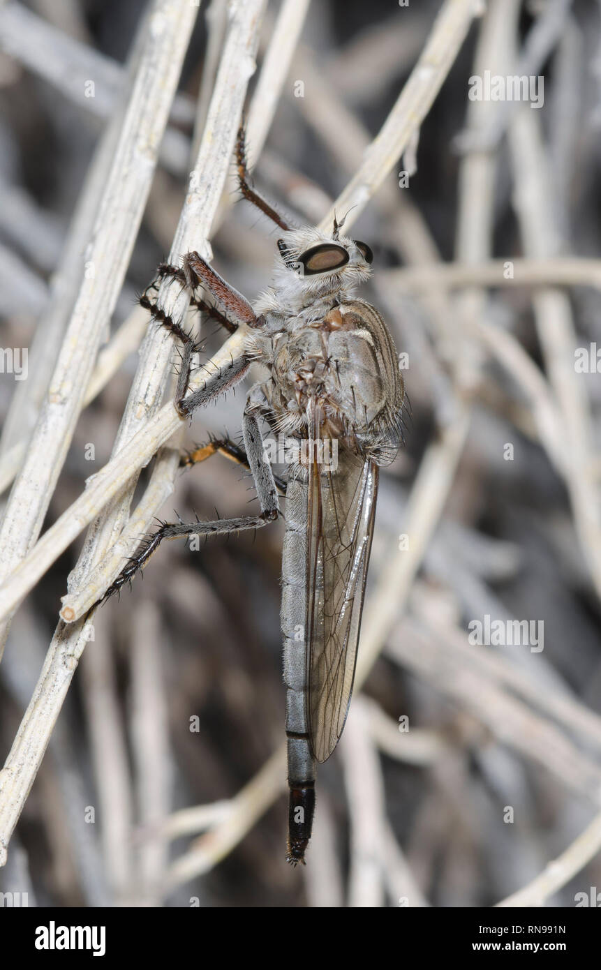 Robber Fly, Proctacanthus sp., female Stock Photo - Alamy