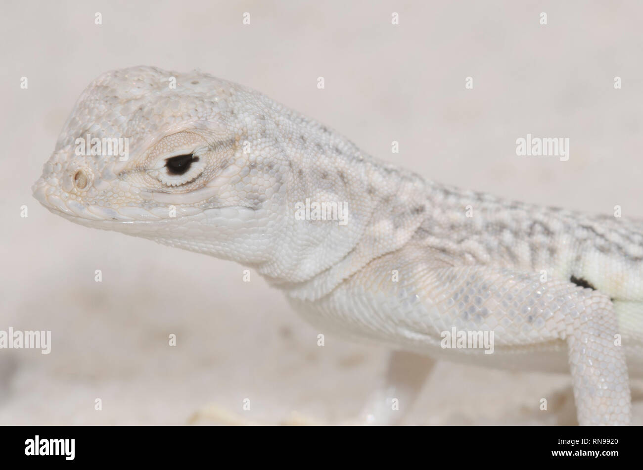 Holbrookia maculata ruthveni hi-res stock photography and images - Alamy