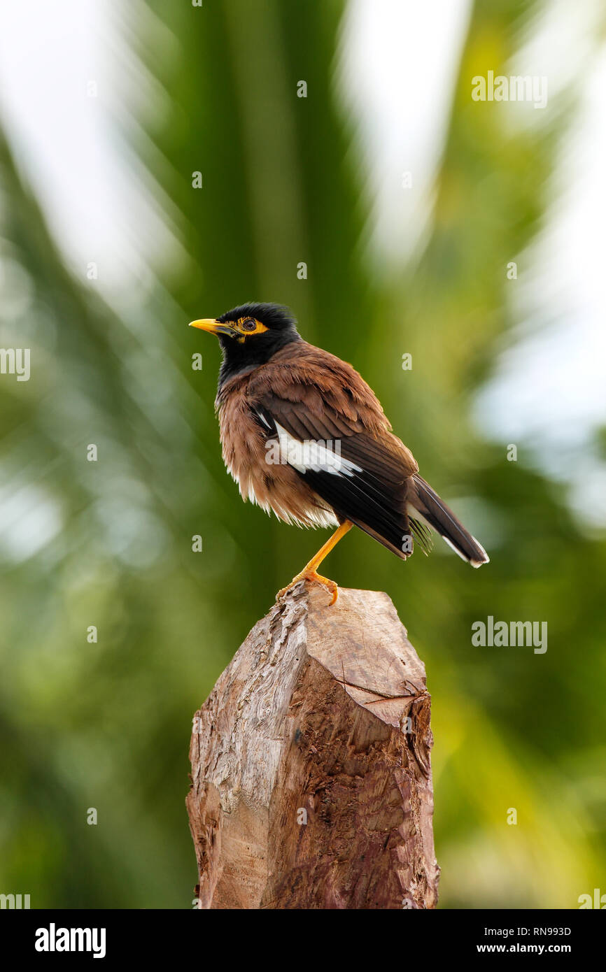 Fiji bird hi-res stock photography and images - Alamy
