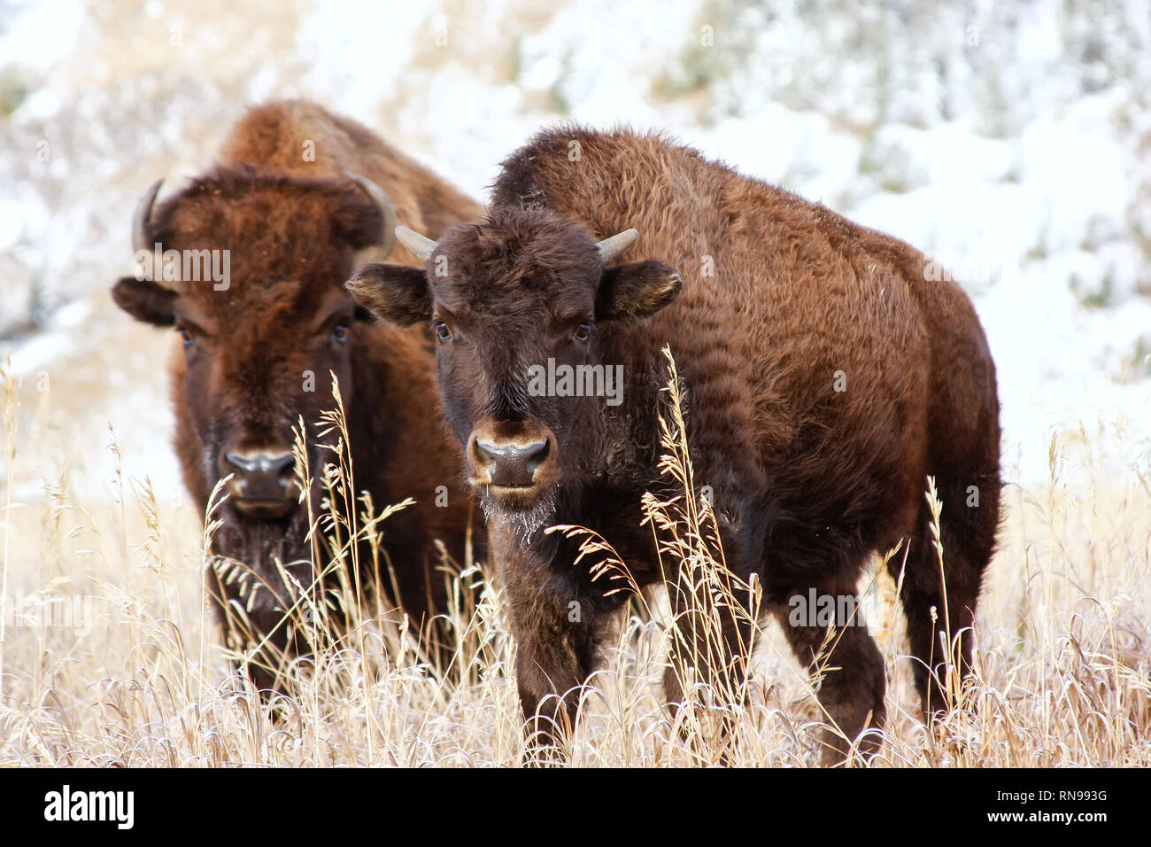 American bison buffalo during winter hi-res stock photography and ...