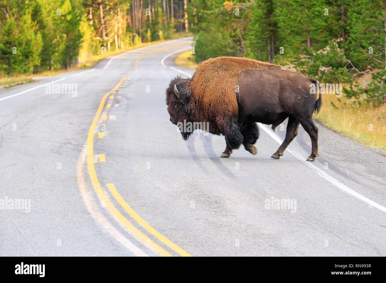 Yellowstone road hi-res stock photography and images - Alamy