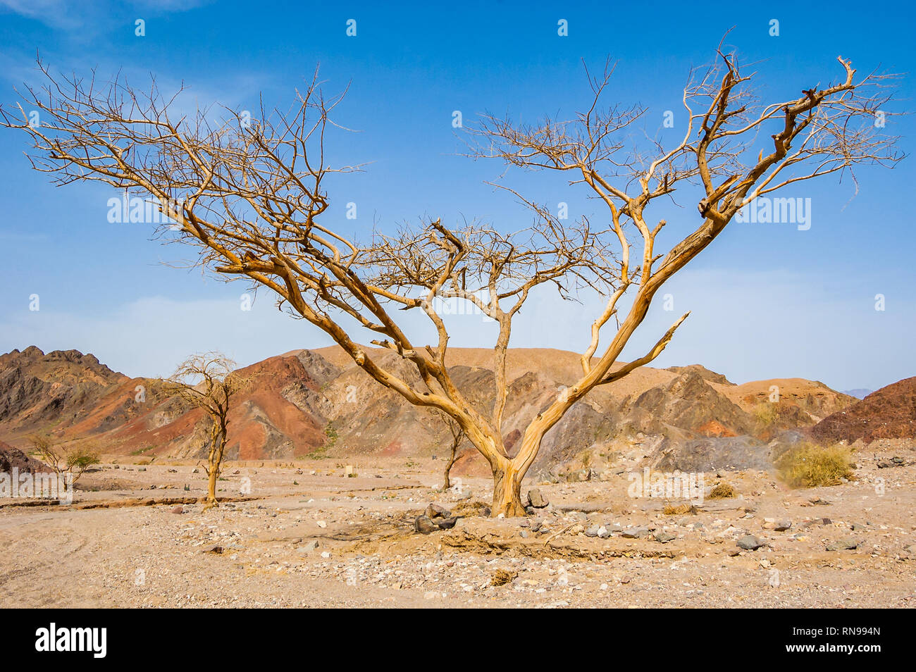 Big dead dry acacia tree with wide branches in Eilat desert in Israel ...