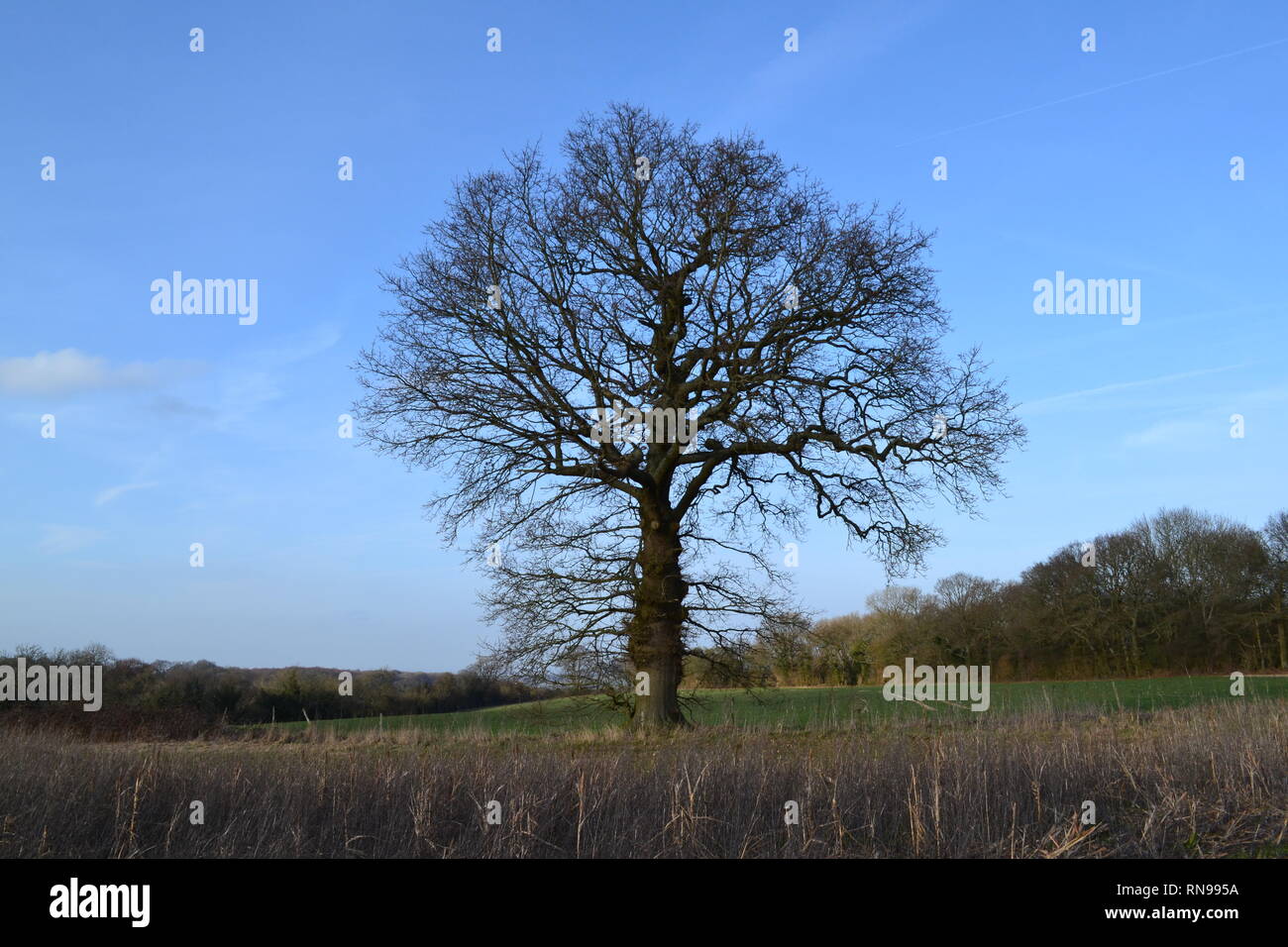Solitary oak tree near Dunstall Farm, Shoreham, Kent, England, on a ...
