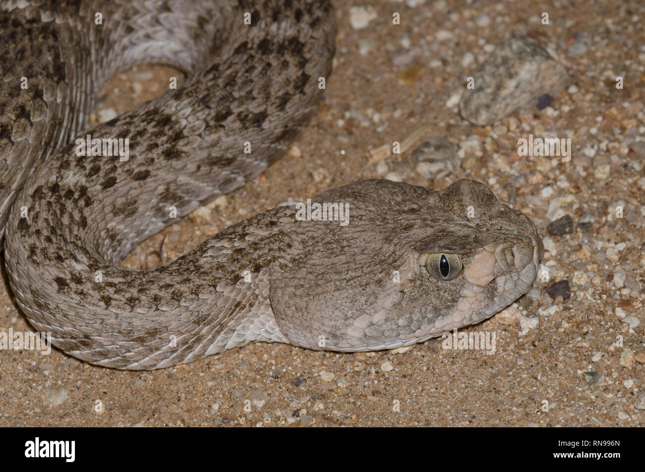 Timber Rattlesnake Head