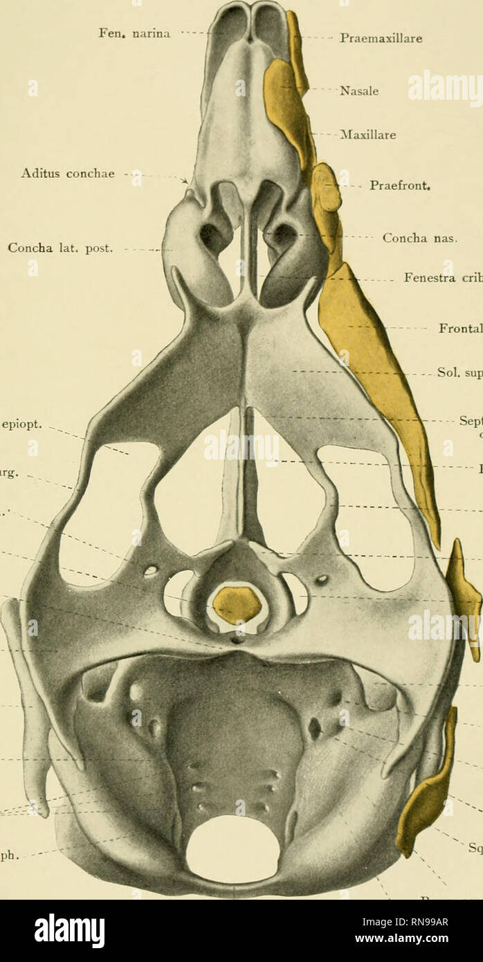 Utrículo hi-res stock photography and images - Alamy