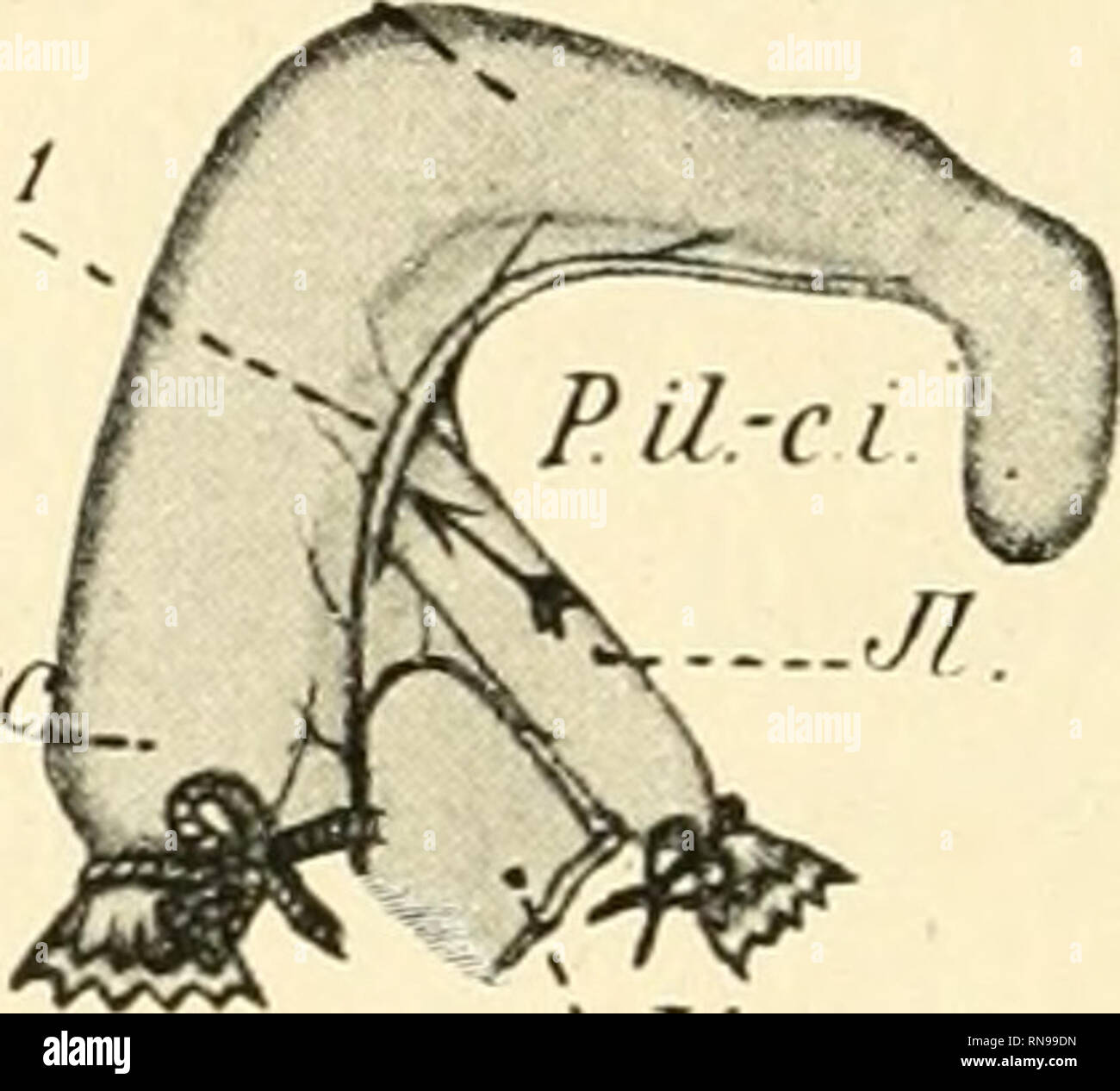 Colon ascendens hi-res stock photography and images - Alamy