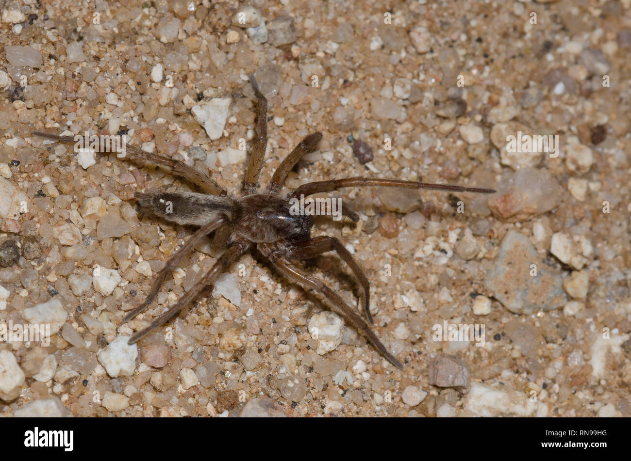 Ground Spider, Drassodes sp Stock Photo - Alamy
