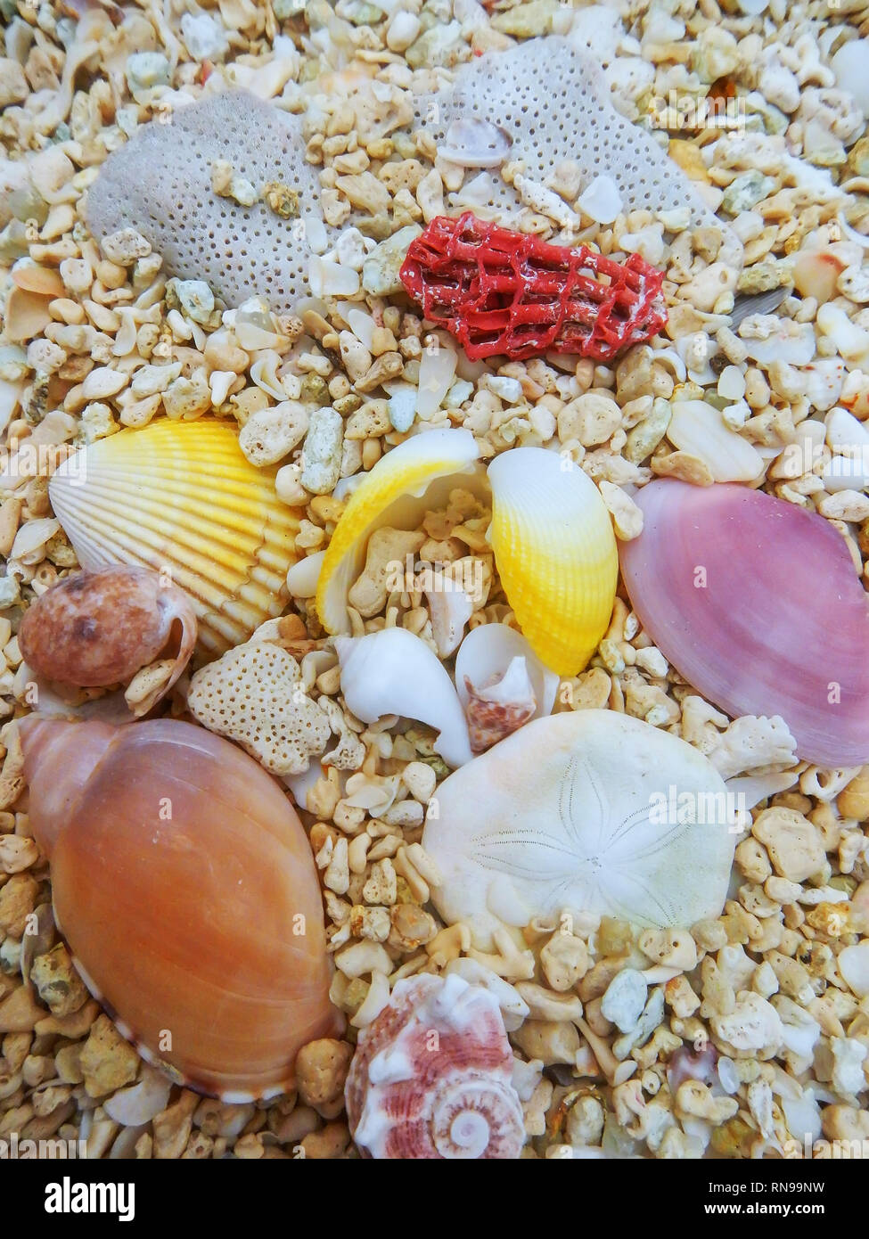 Indonesia beach shells hi-res stock photography and images - Alamy