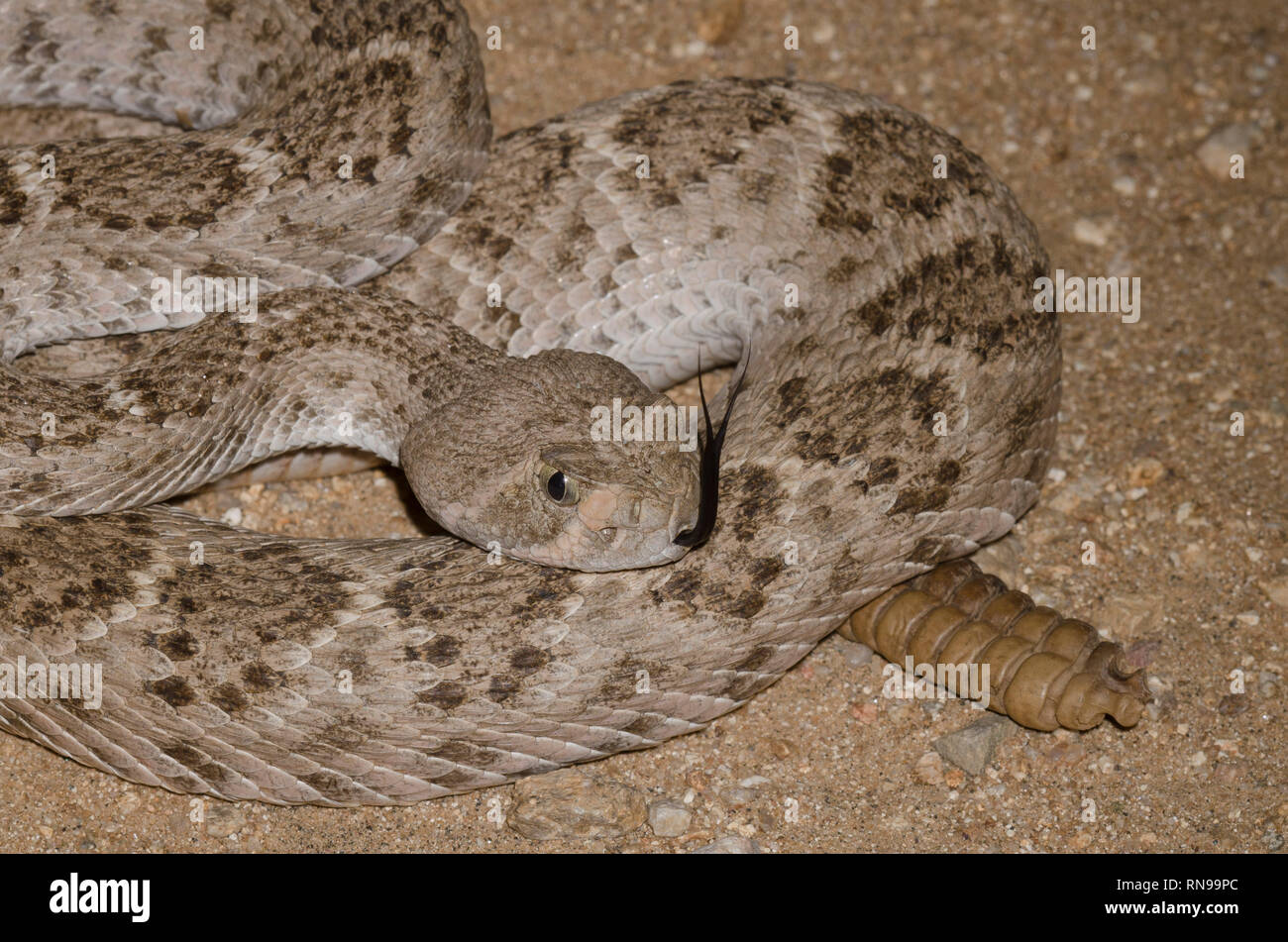 Western Diamondback Rattlesnake, Crotalus atrox Stock Photo - Alamy