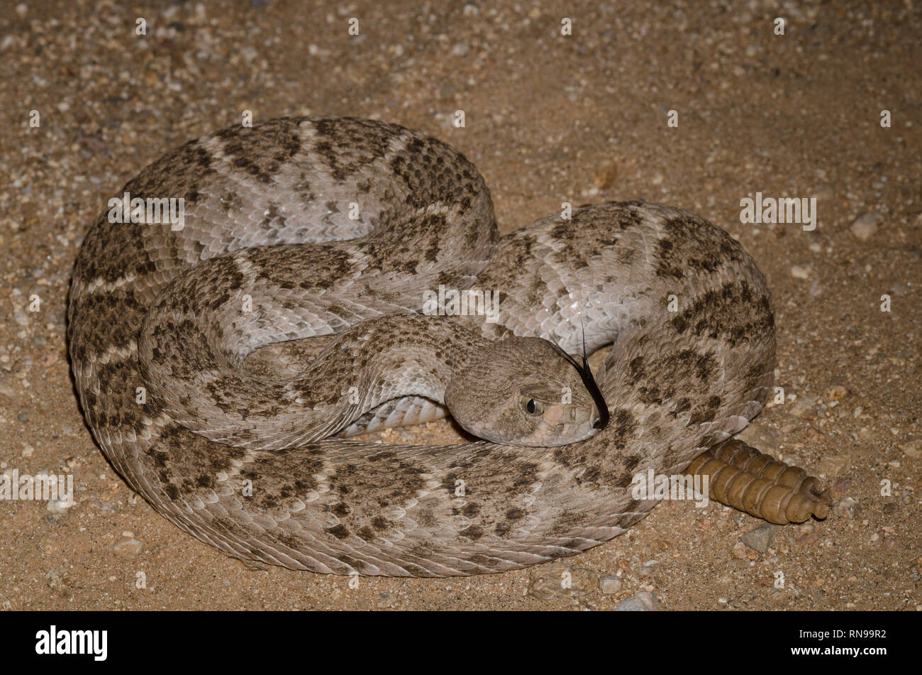 Diamondback rattle snake hi-res stock photography and images - Alamy