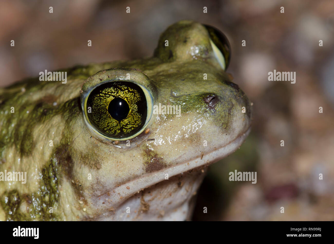 Toad face hi-res stock photography and images - Alamy