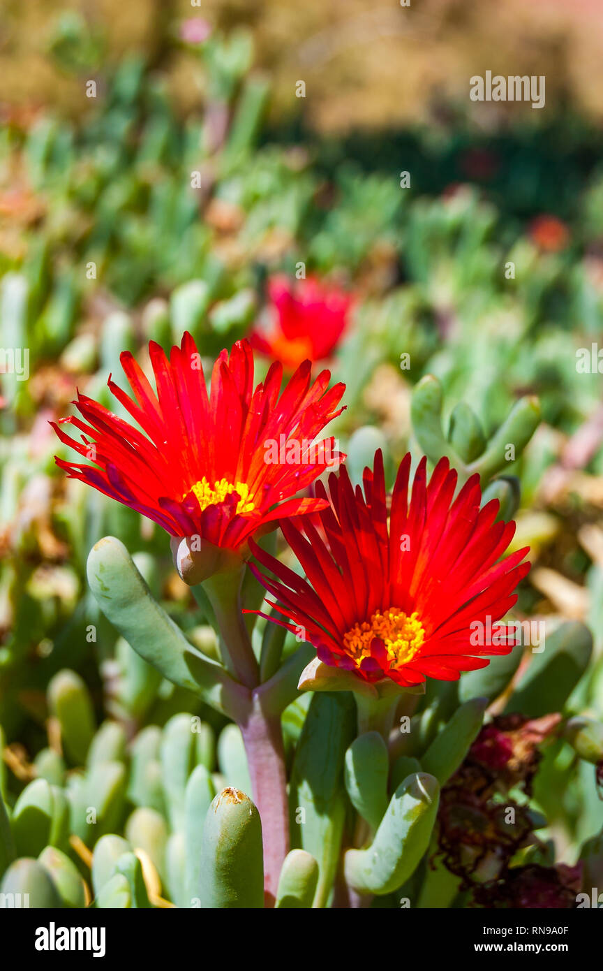 National flower of israel hi-res stock photography and images - Alamy
