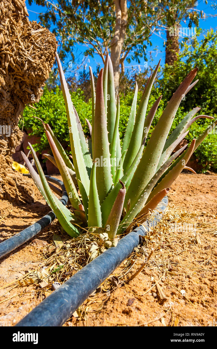 Aloe Plant In Desert