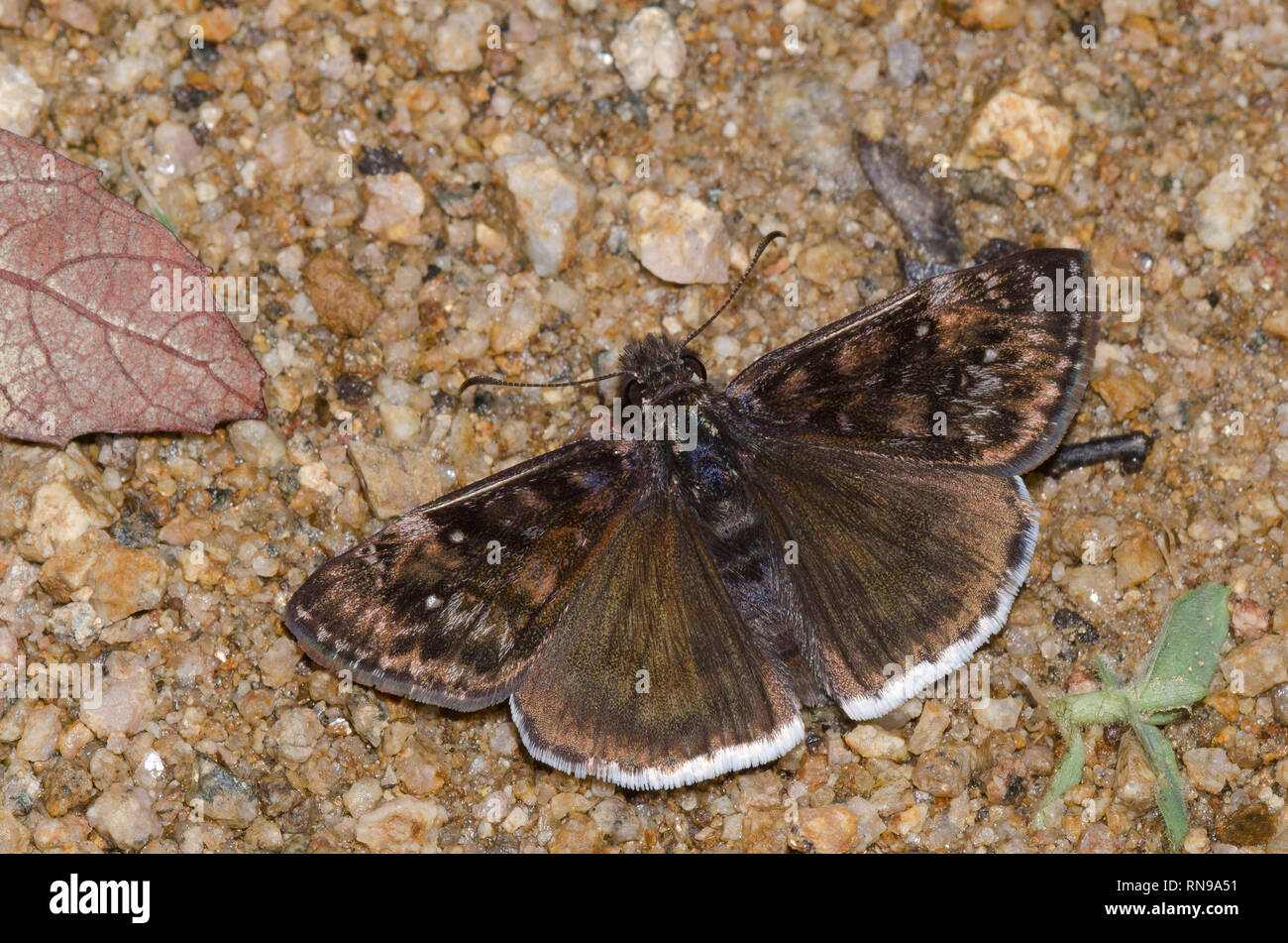 Gesta pacuvius hi-res stock photography and images - Alamy