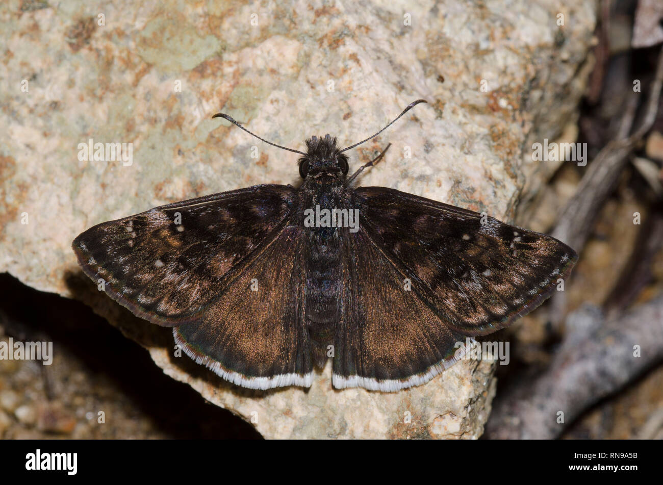 Gesta pacuvius hi-res stock photography and images - Alamy