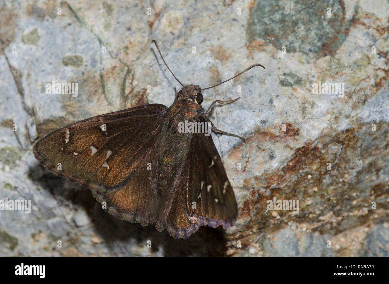 Northern Cloudywing, Cecropterus pylades, male Stock Photo - Alamy