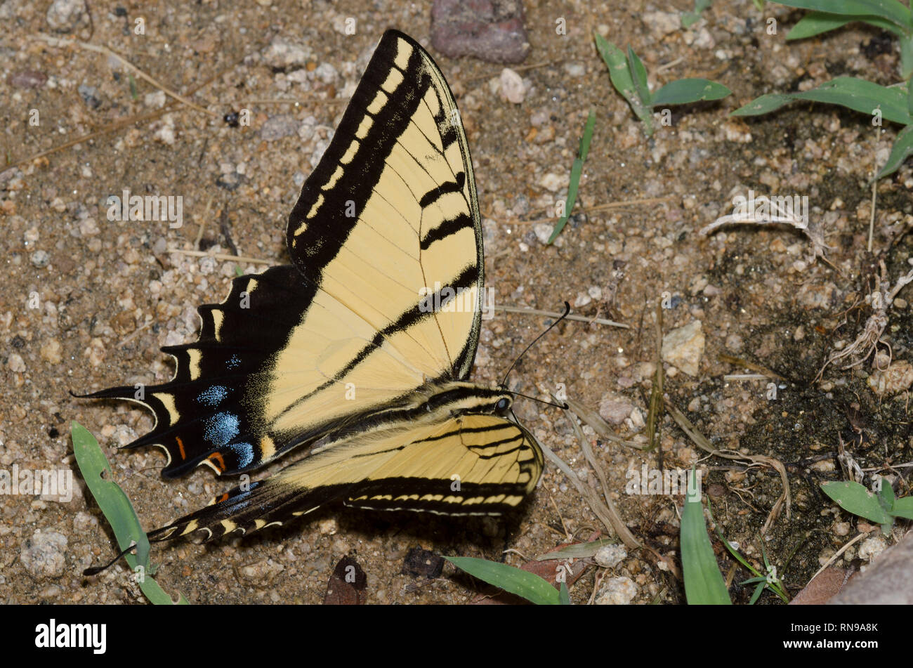 Two tailed swallowtail papilio multicaudata butterfly hi-res stock ...