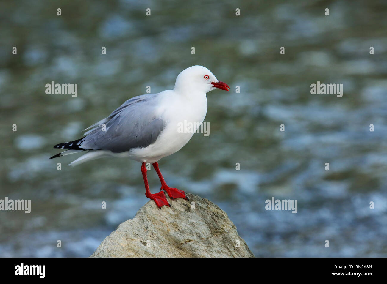 Red-billed gull sitting on a rock, Kaikoura peninsula, South Island ...
