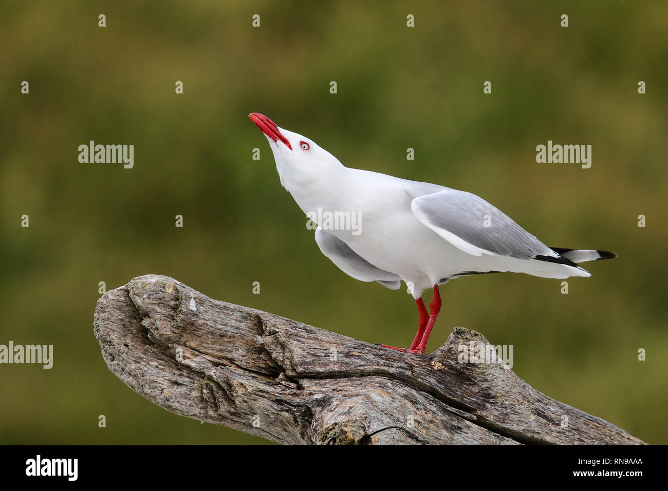Red-billed gull stretching, Kaikoura peninsula, South Island, New ...