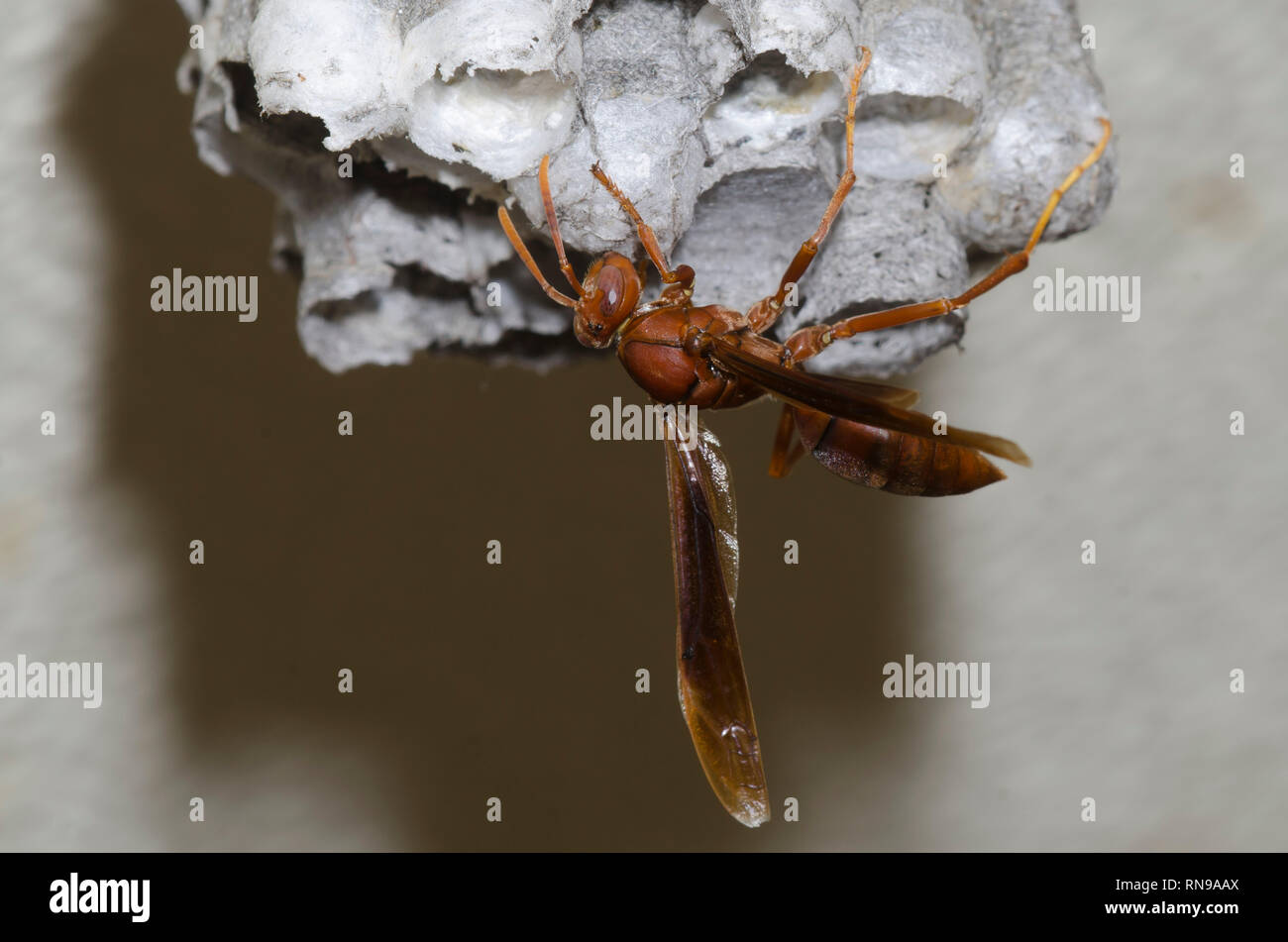 Paper Wasp, Polistes major, on nest Stock Photo - Alamy