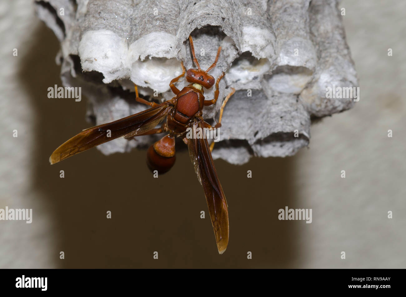 Paper Wasp, Polistes major, on nest Stock Photo - Alamy