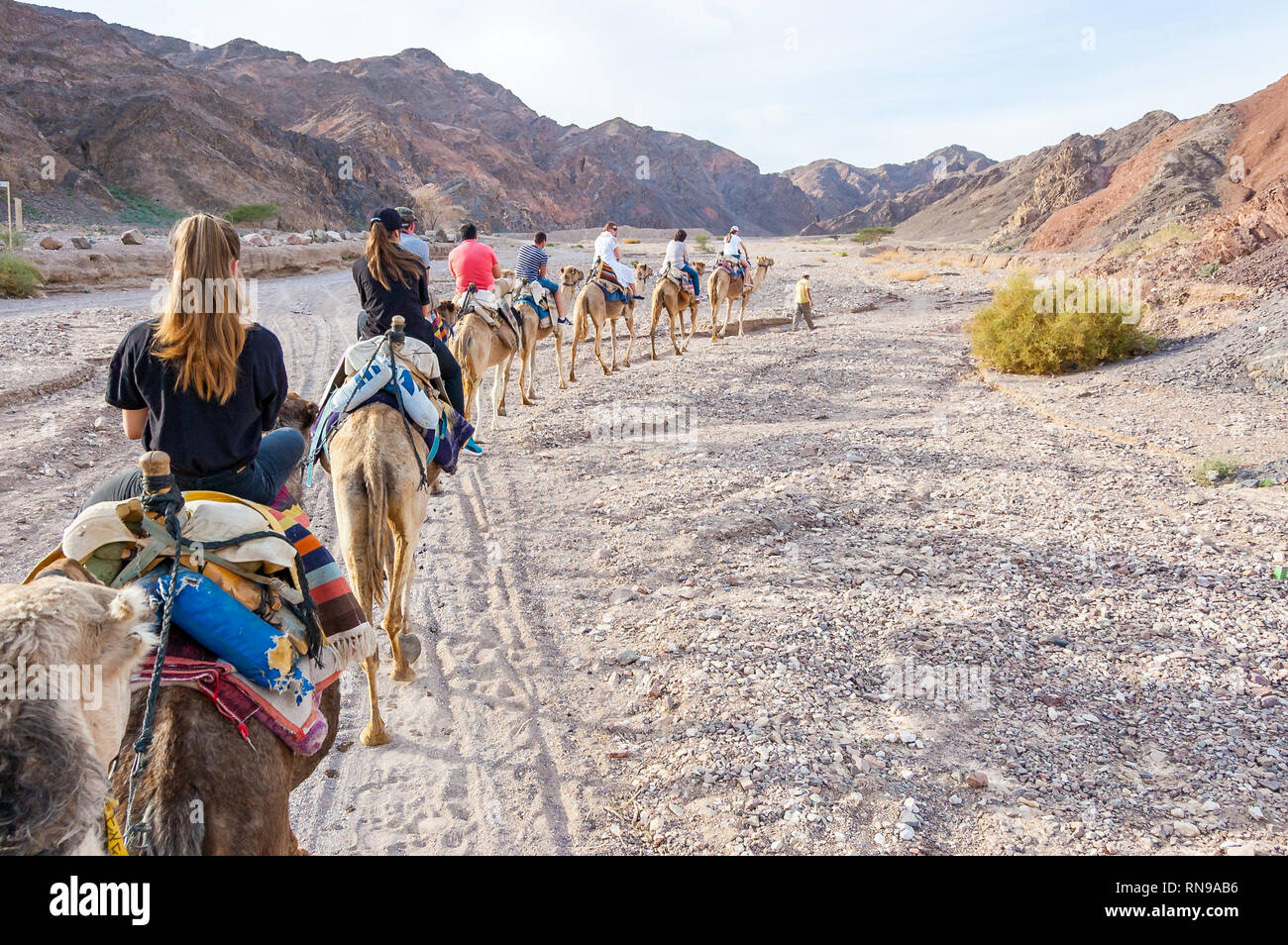 Eilat, Israel - March 21, 2017: Group, caravan of camels with tourists ...