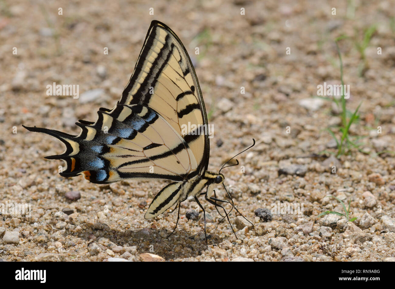 Two-tailed Swallowtail, Pterourus multicaudata, mud-puddling Stock ...