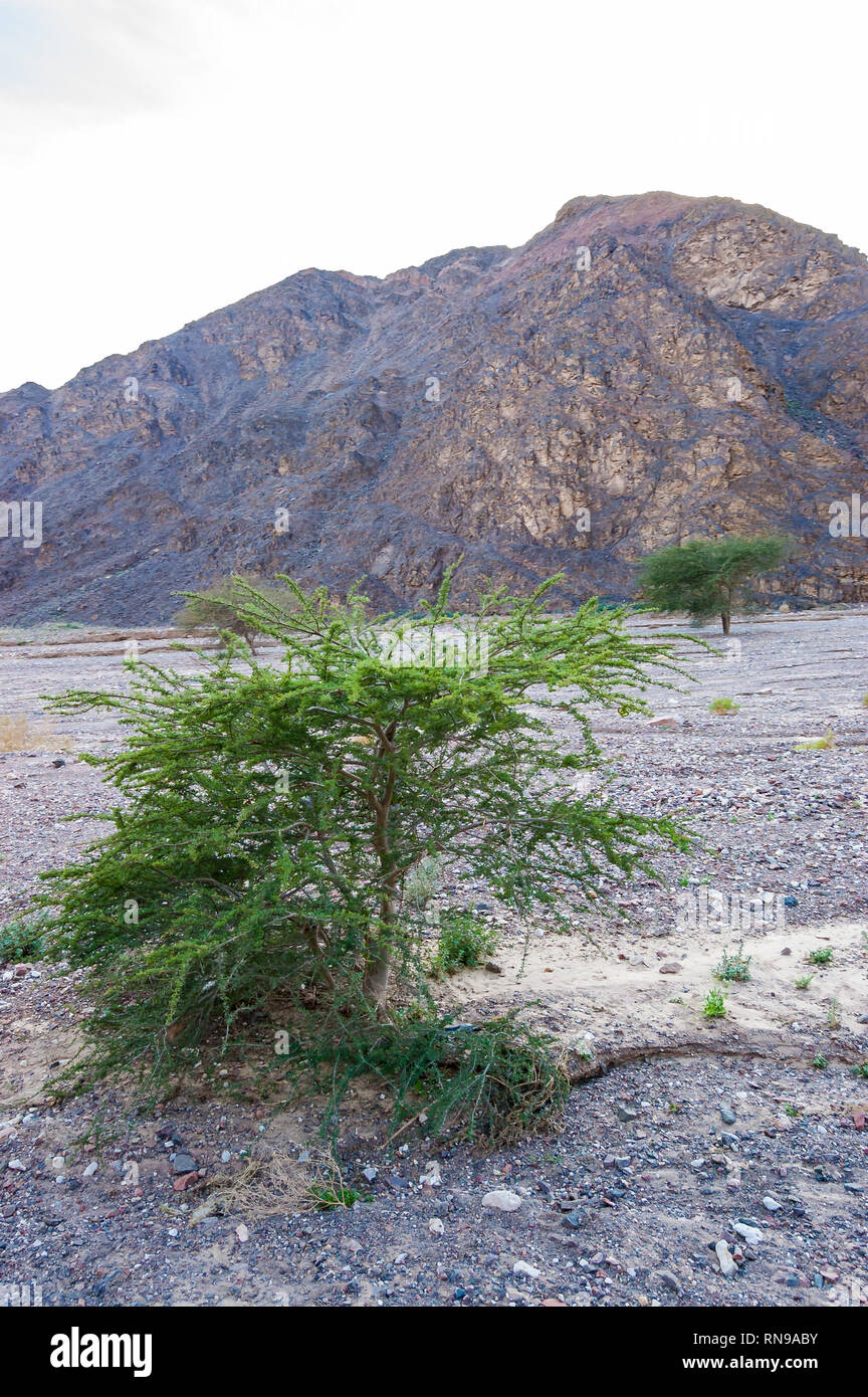 Green trees and plants growing in middle of rocky landscapes of Eilat ...