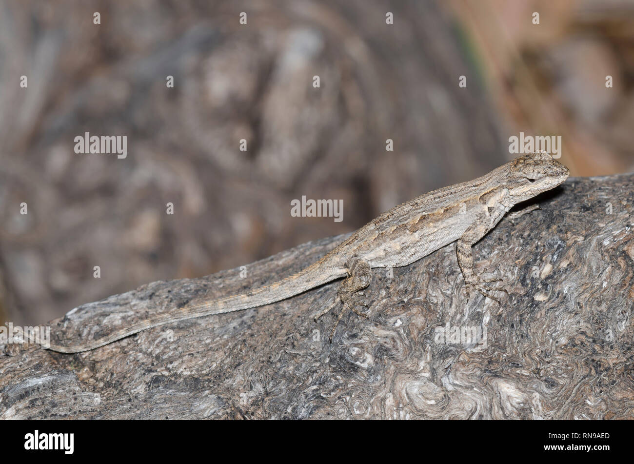 Urosaurus ornatus ornatus hi-res stock photography and images - Alamy