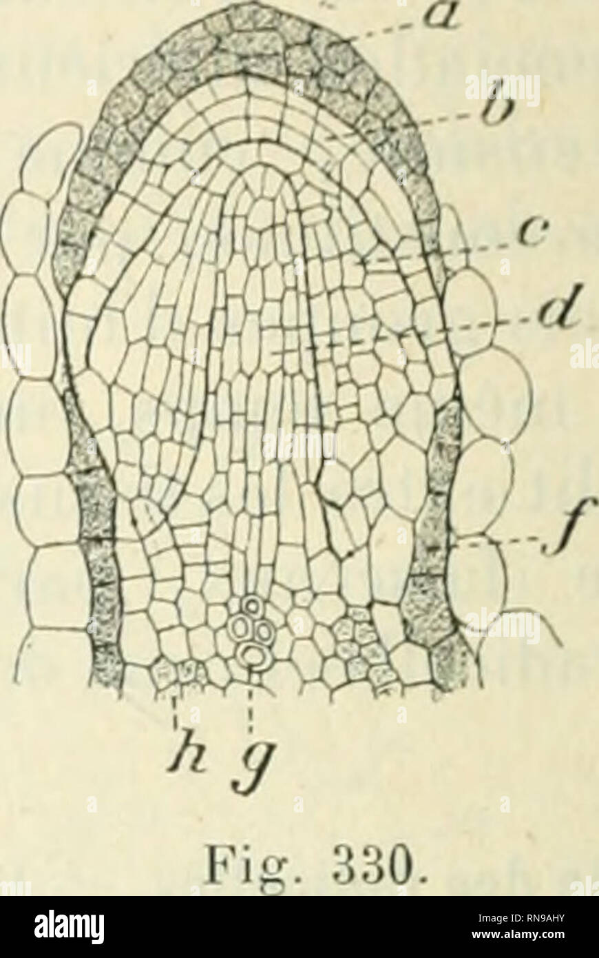 Radicelle hi-res stock photography and images - Alamy