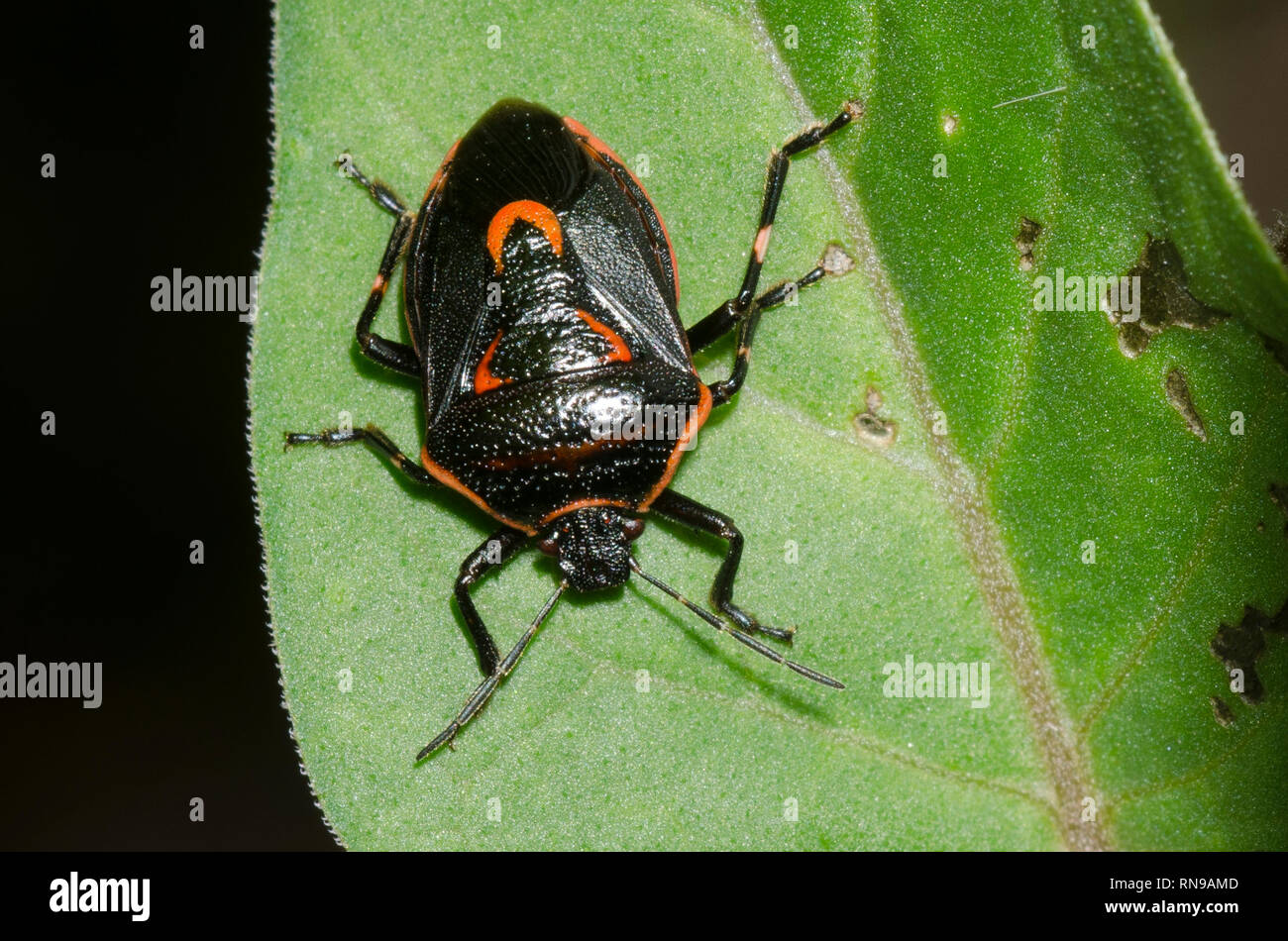 Predatory Stink Bug, Perillus splendidus Stock Photo - Alamy