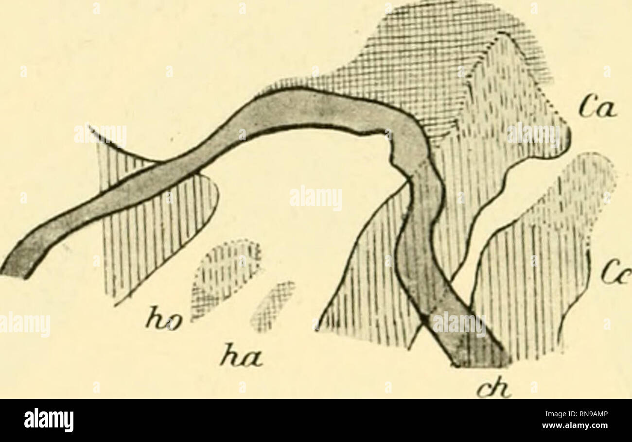 Halswirbeln hi-res stock photography and images - Alamy