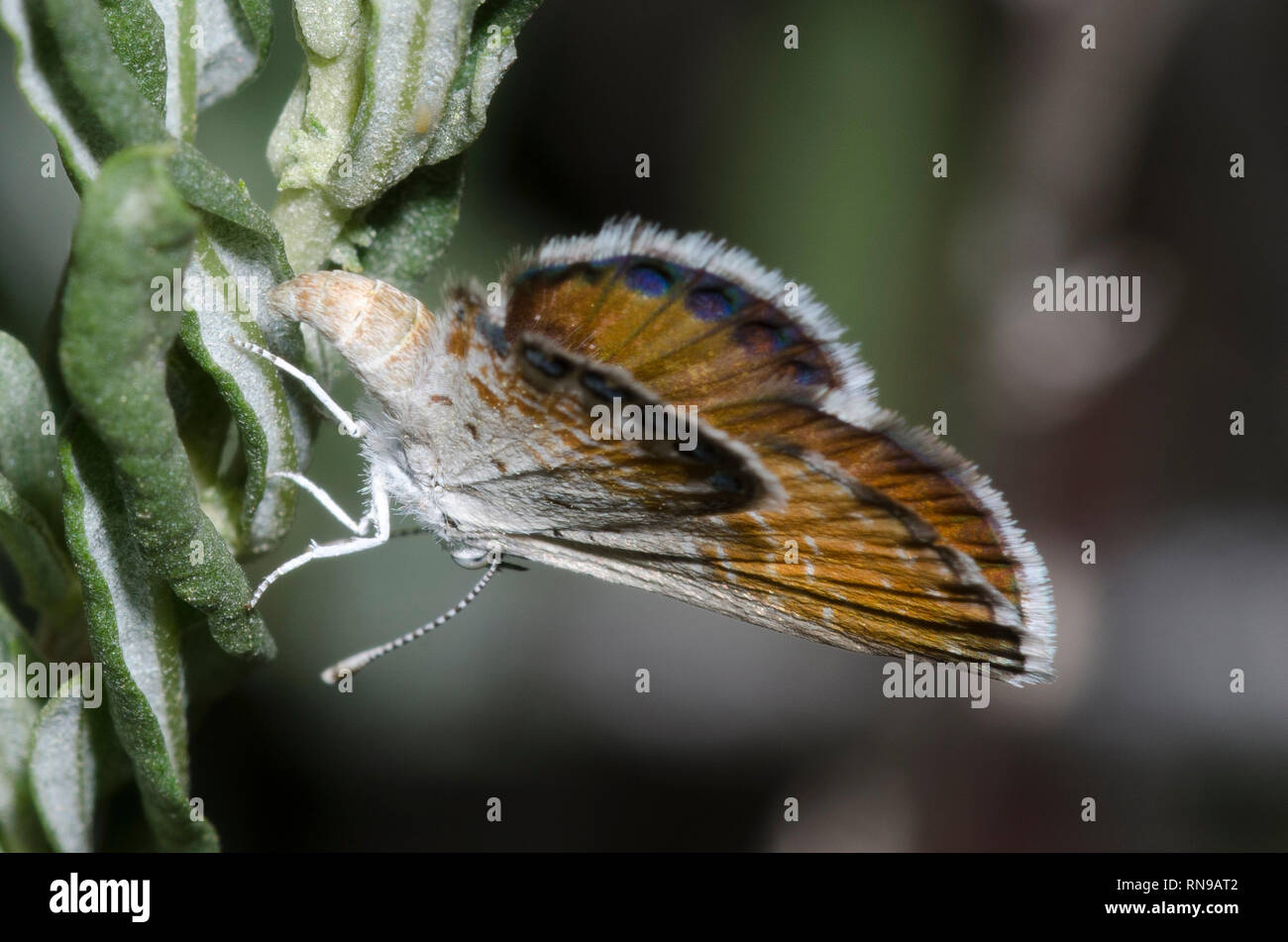Western Pygmy-Blue, Brephidium exilis, female ovipositing Stock Photo ...