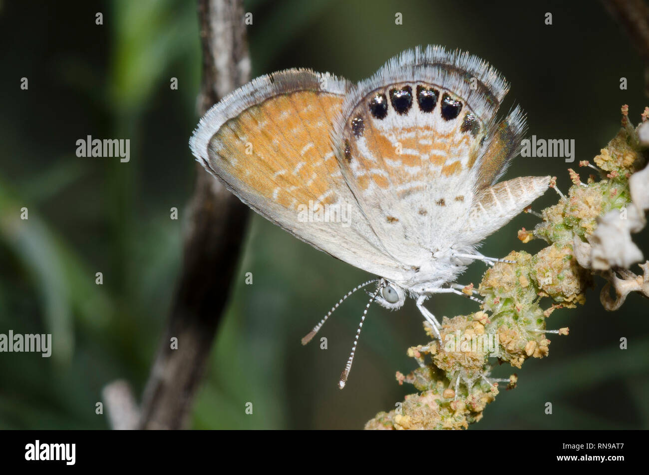 Pygmy butterfly hi-res stock photography and images - Alamy