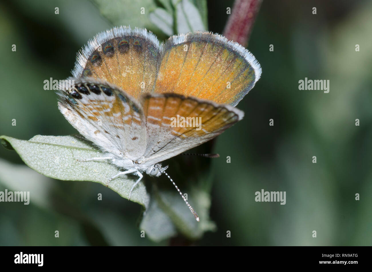 Western Pygmy-Blue, Brephidium exilis, female Stock Photo - Alamy