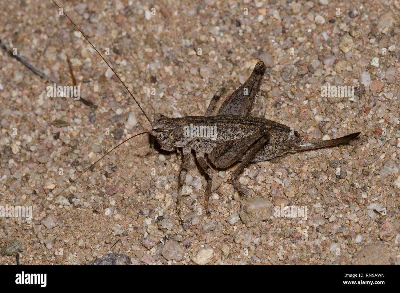 Lesser Shield-backed Katydid, Ateloplus minor, female Stock Photo - Alamy