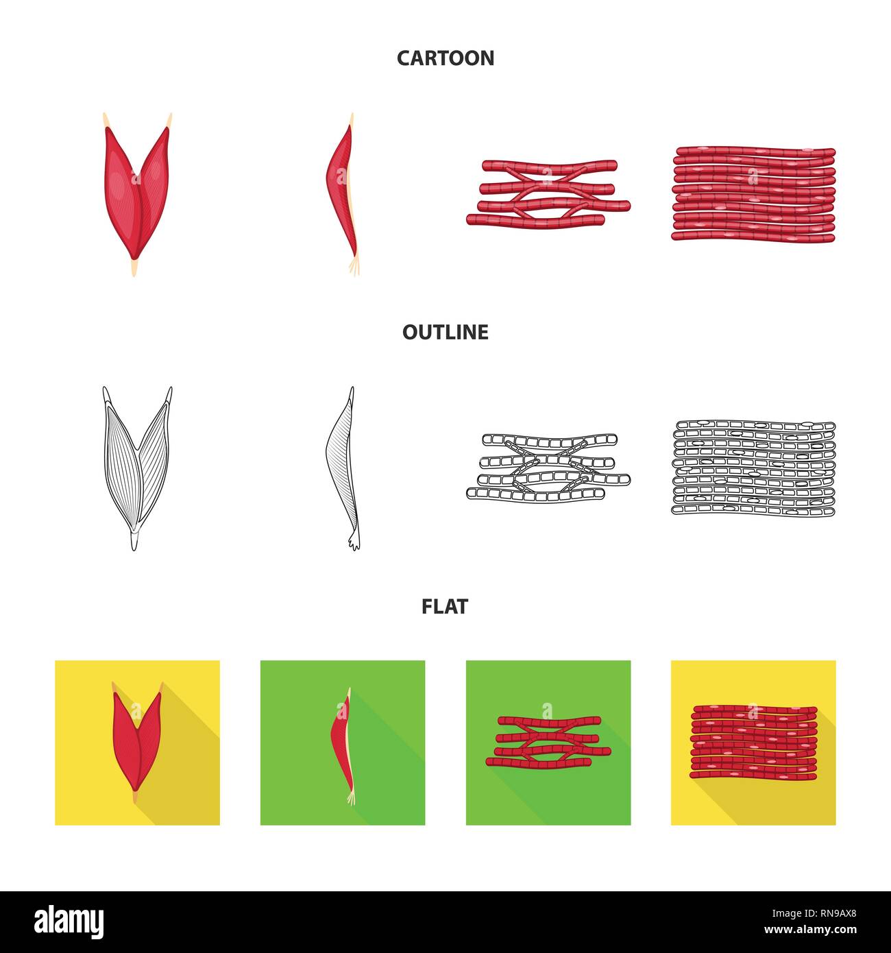 Vector design of fiber and muscular logo. Set of fiber and body vector ...