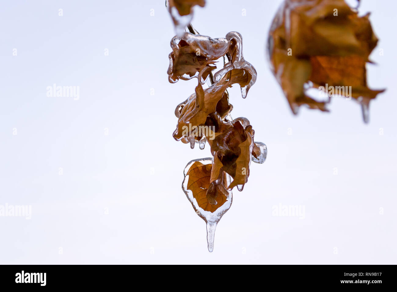 Frozen brown leaves hanging from a tree branch in Winter, surrounded by ...
