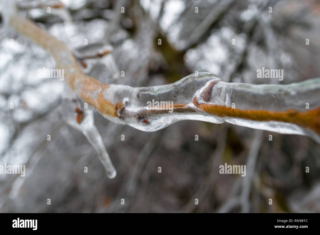 Icicles around a thin tree branch in late Winter, forming a layer of ...