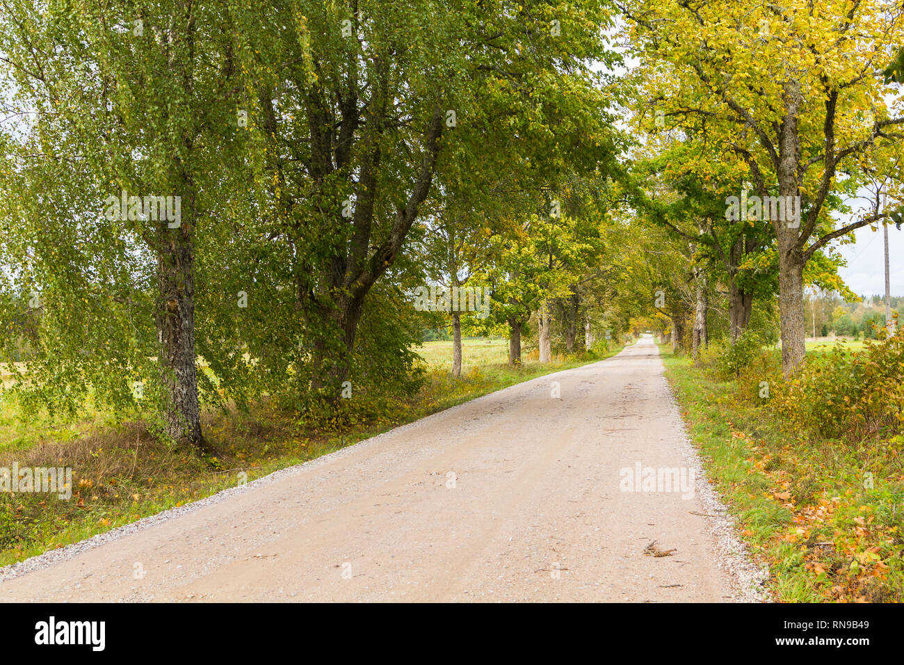 Treelined driveway hi-res stock photography and images - Alamy