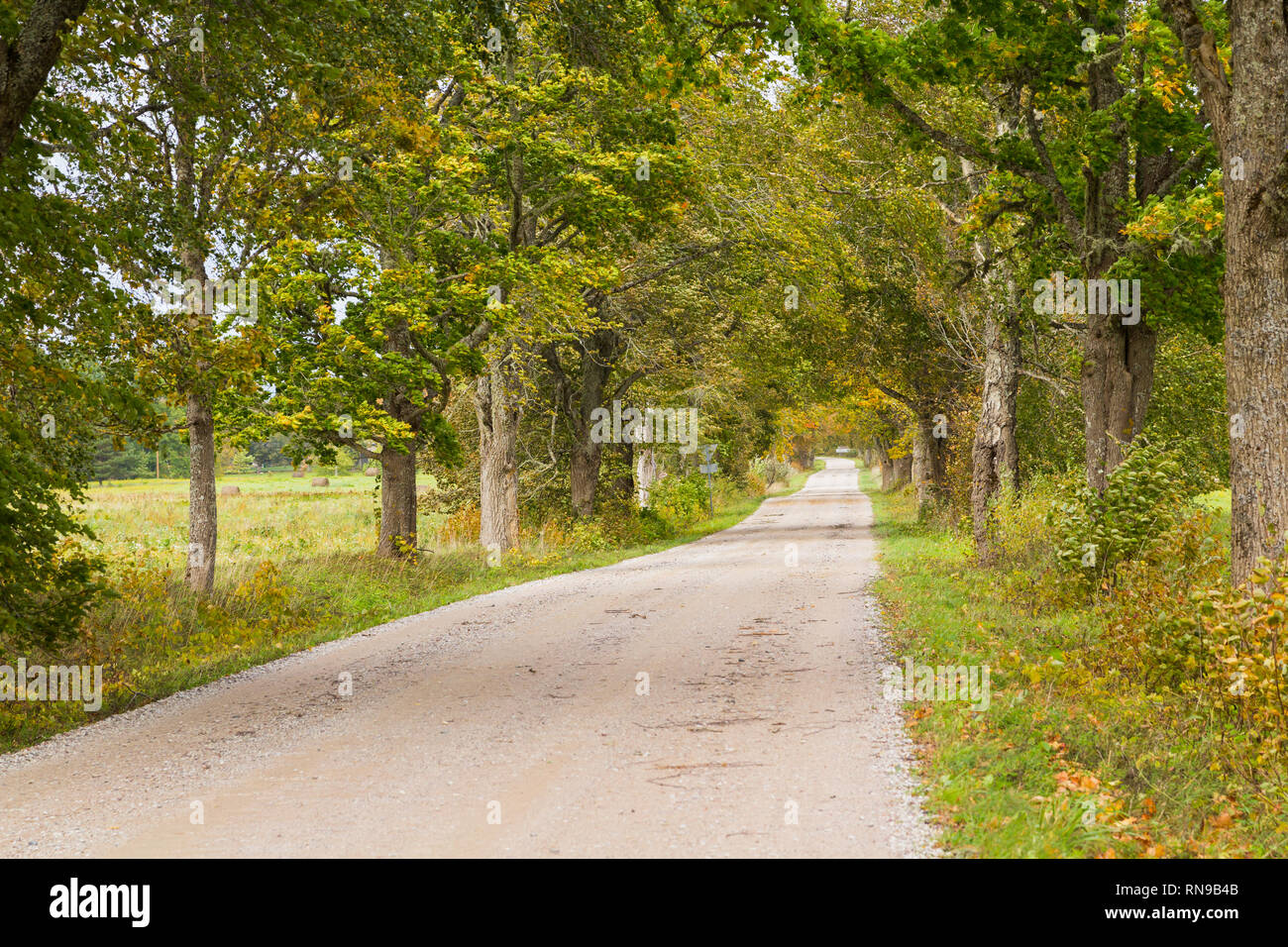 Treelined driveway hi-res stock photography and images - Alamy