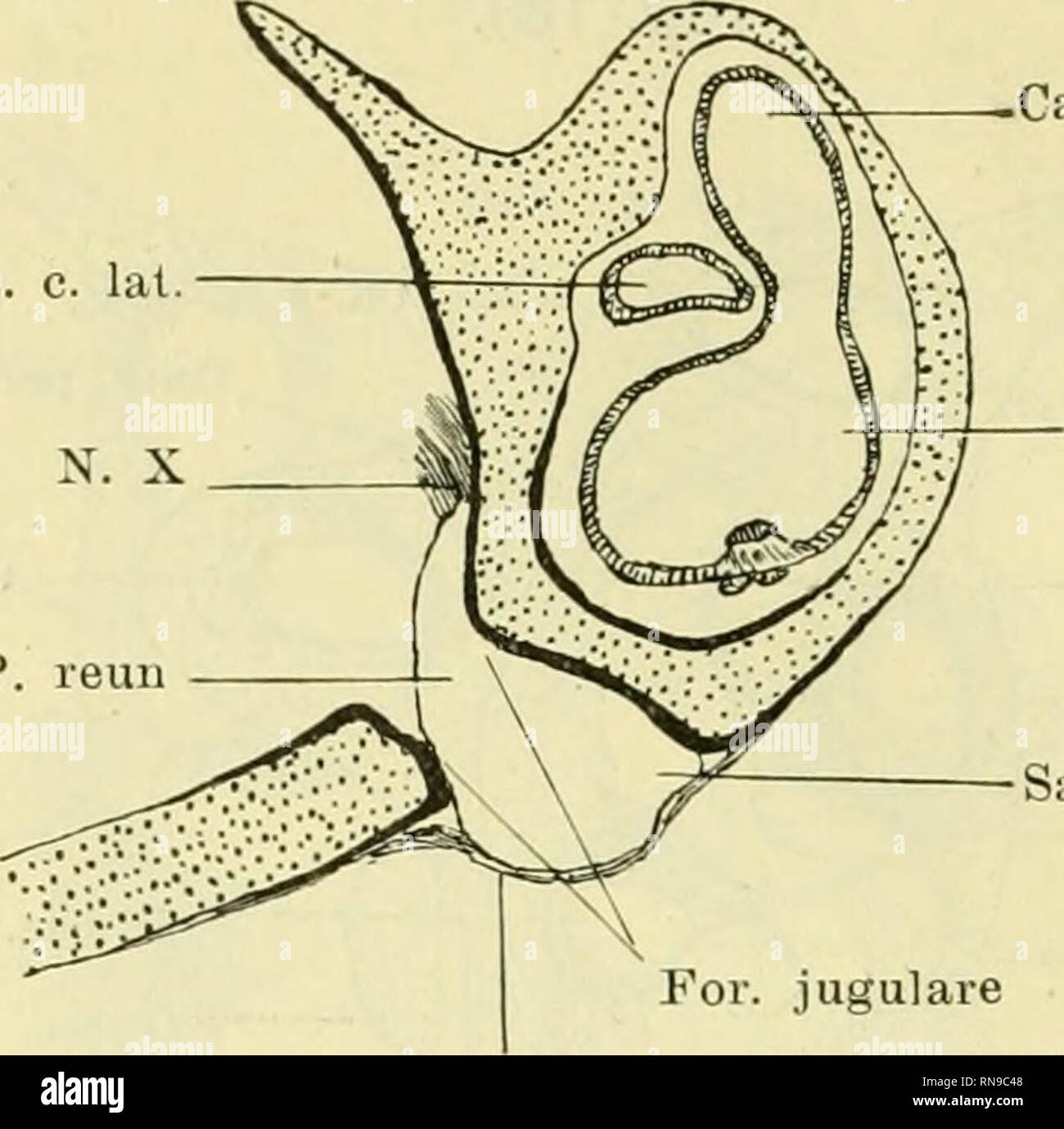 Ductus reuniens hi-res stock photography and images - Alamy
