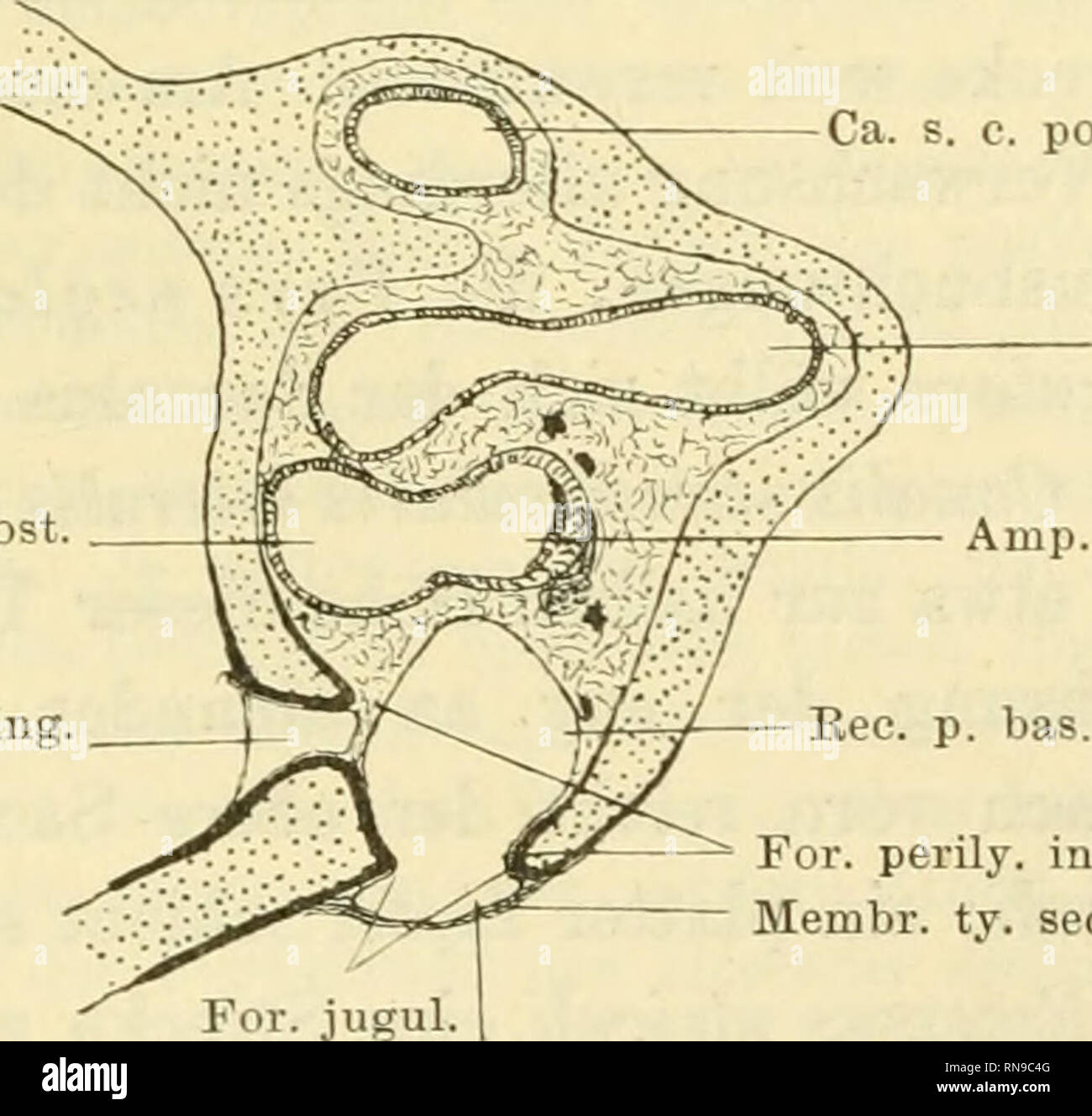Utriculi hi-res stock photography and images - Alamy