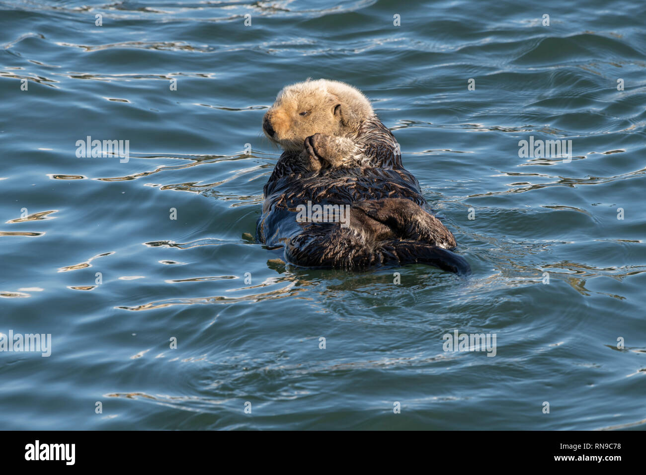 California sea otter Stock Photo - Alamy